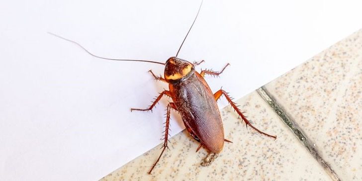Get rid of cockroaches in the UK Get rid of cockroaches in the UK